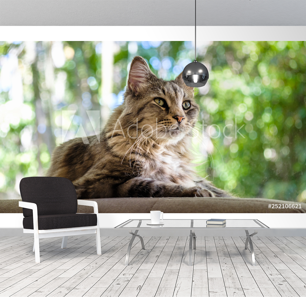 Maine Coon Cat From Wallmural Wallpassion